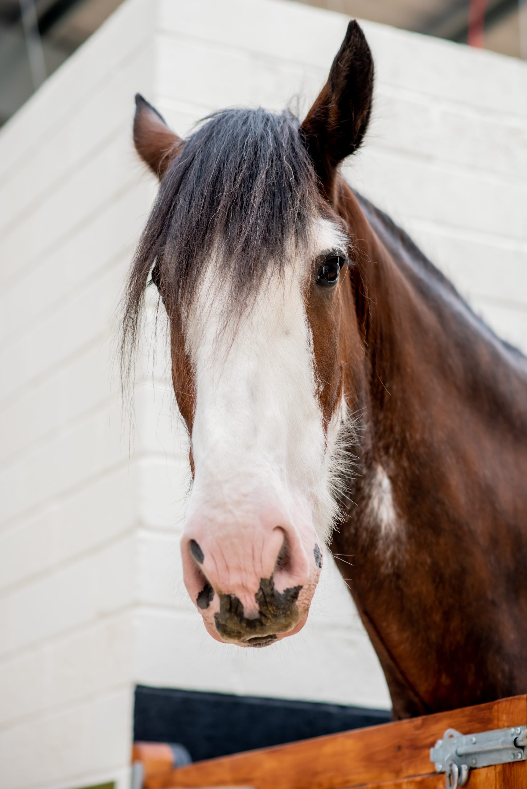 Pony Adoption - National Coal Mining Museum