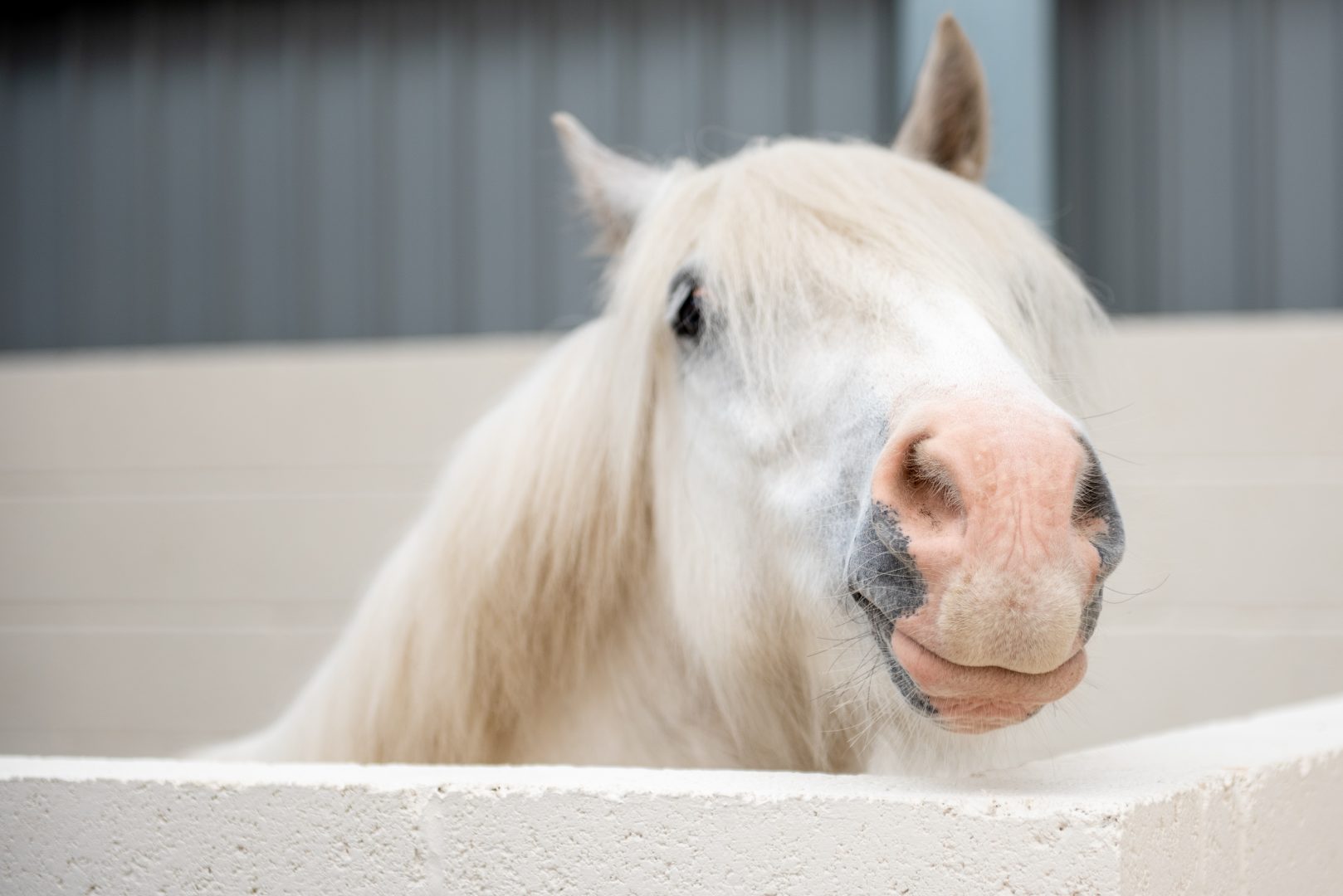 Pony Adoption - National Coal Mining Museum