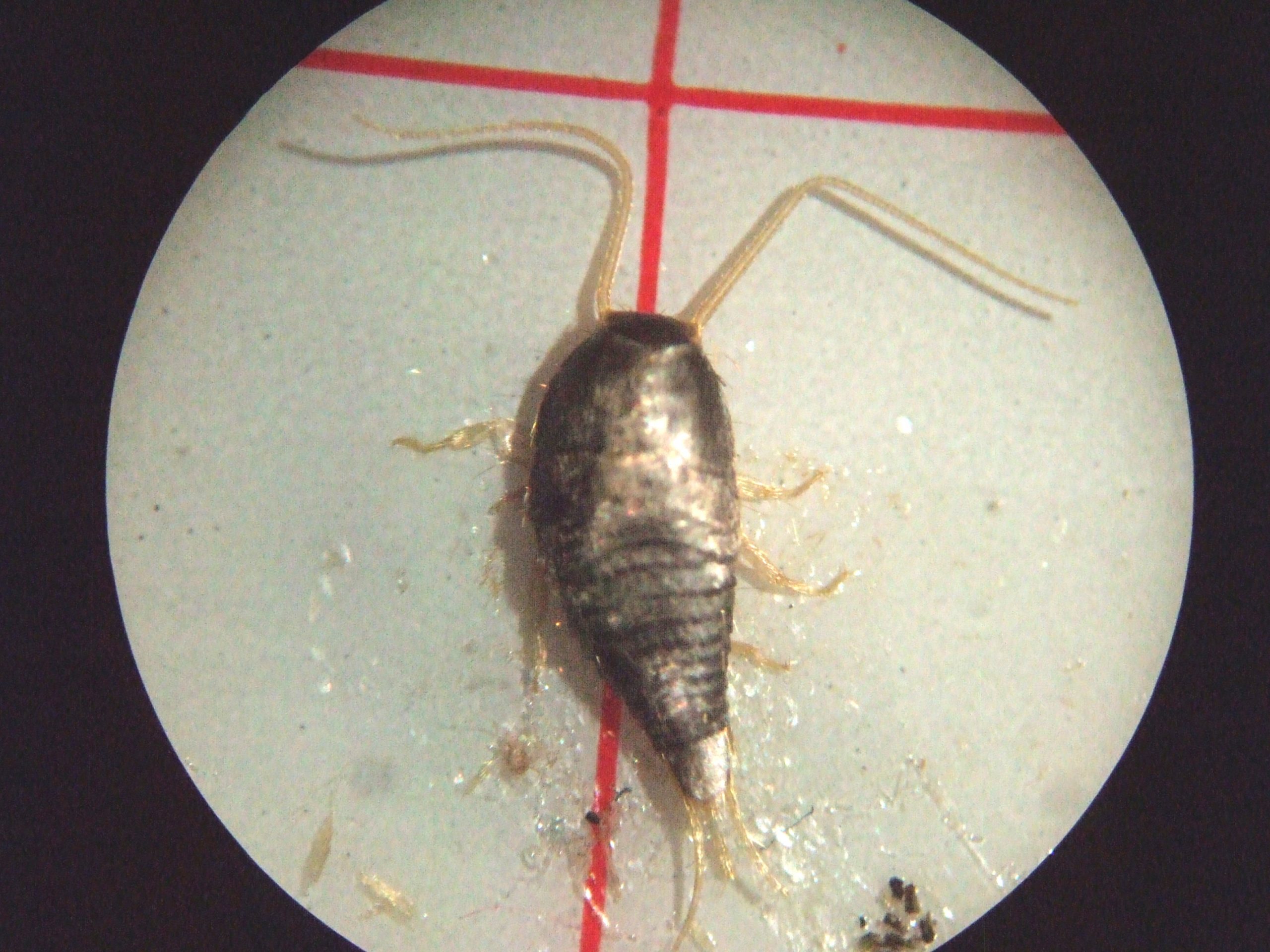 Conservation - National Coal Mining Museum