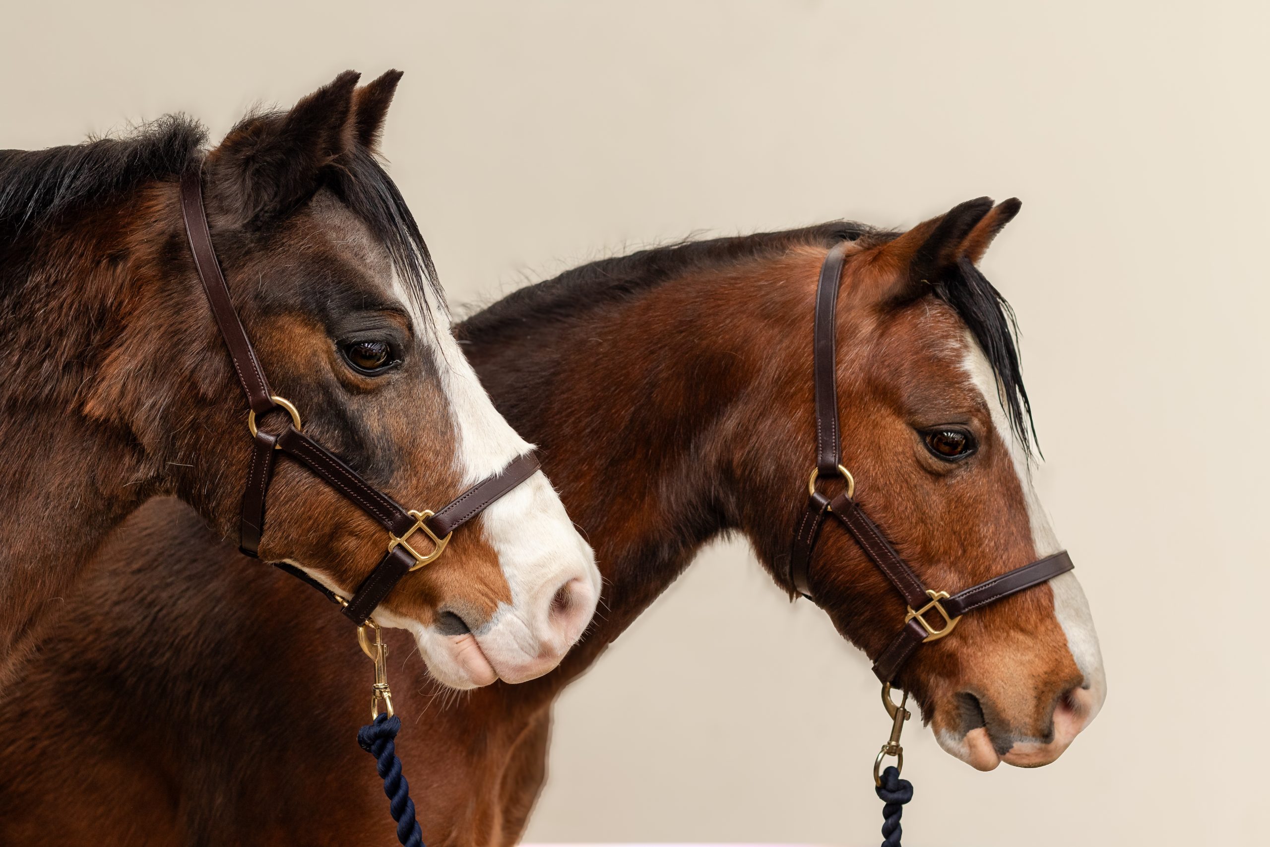 Pit Ponies - National Coal Mining Museum
